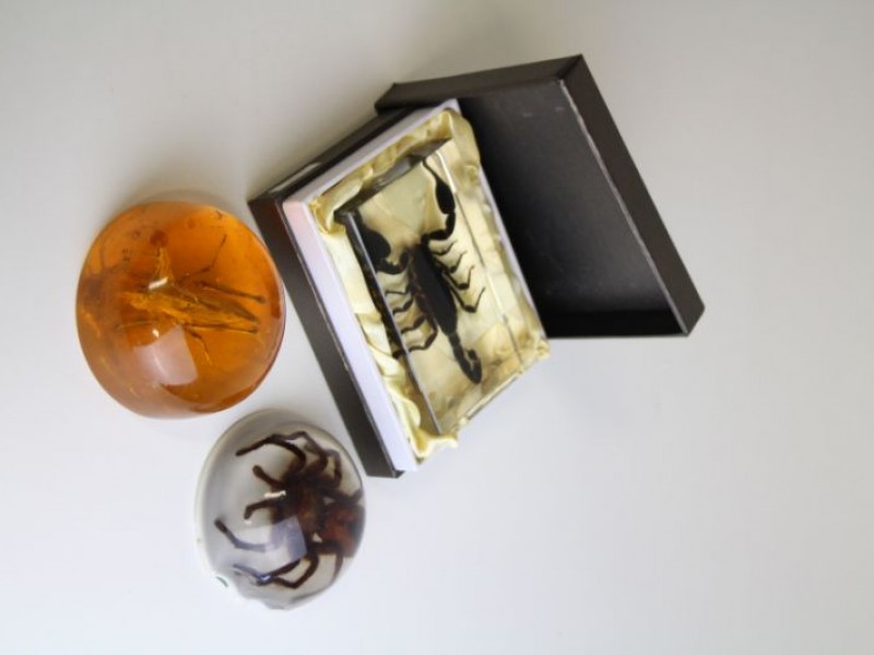 3 Opgezette Insecten - Kringwinkel