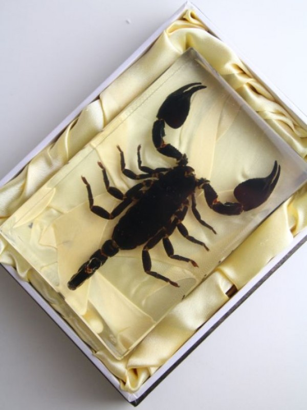 3 Opgezette Insecten - Kringwinkel