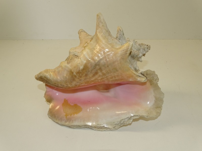 Zee Schelp: Roze Vleugelhoorn - Kringwinkel