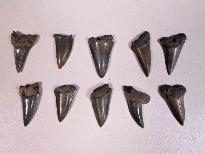 Set van 10 haaientanden + fossiel en Zeepaartje - Kringwinkel