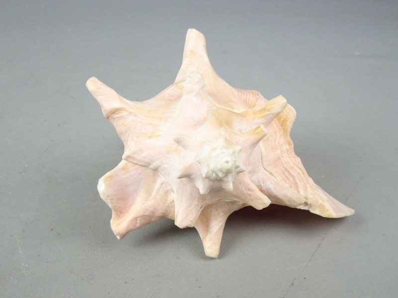 Grote decoratieve schelp - Kringwinkel
