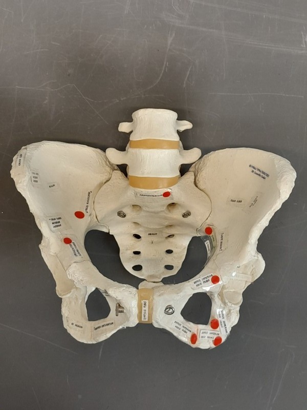 Anatomisch Menselijk Bekkenskelet – Hoogwaardig Educatief Model ...